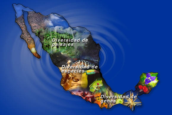 Biodiversidad-de-flora-y-fauna-de-mexico-grupo5